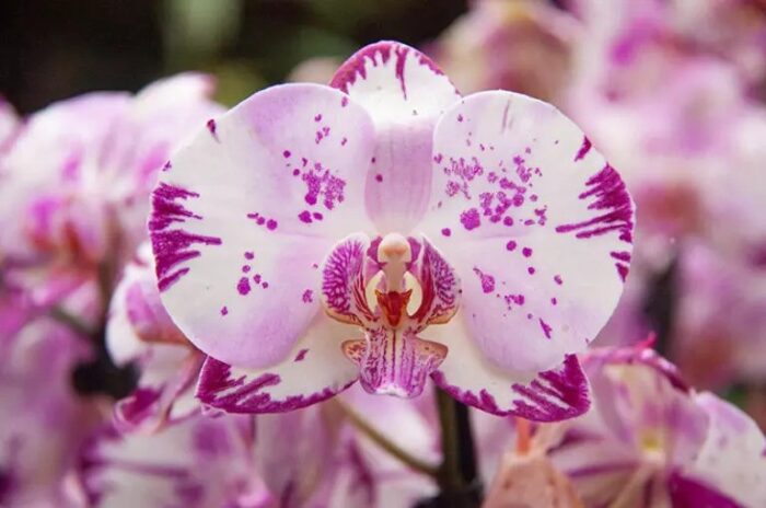 Kompletan vodič za održavanje orhideja - Informisani.rs