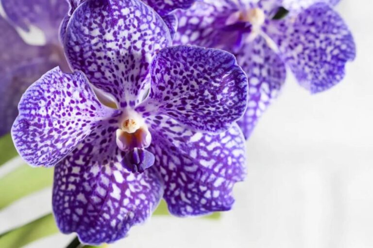 Kompletan vodič za održavanje orhideja - Informisani.rs