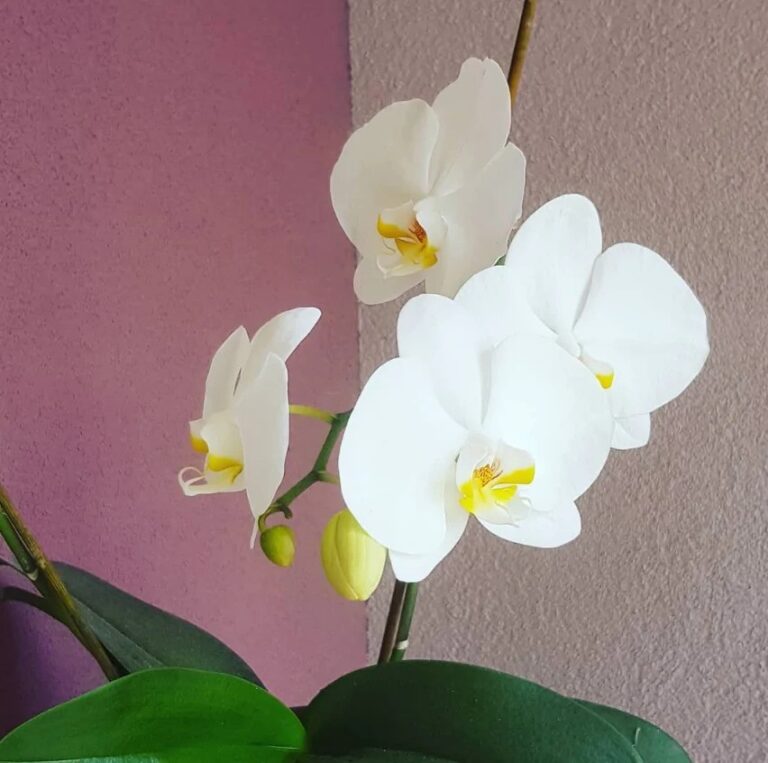 Kompletan vodič za održavanje orhideja - Informisani.rs