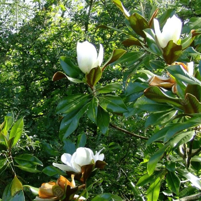 Top 10 vrsta ukrasnog drveća koje cveta - Informisani.rs