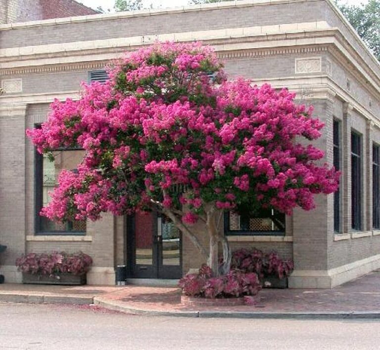 Top 10 vrsta ukrasnog drveća koje cveta - Informisani.rs