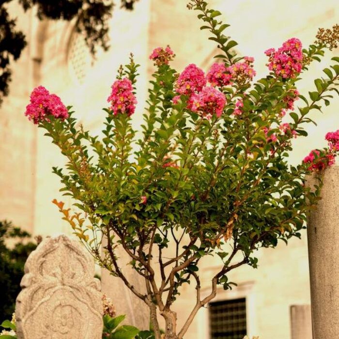 Top 10 vrsta ukrasnog drveća koje cveta - Informisani.rs