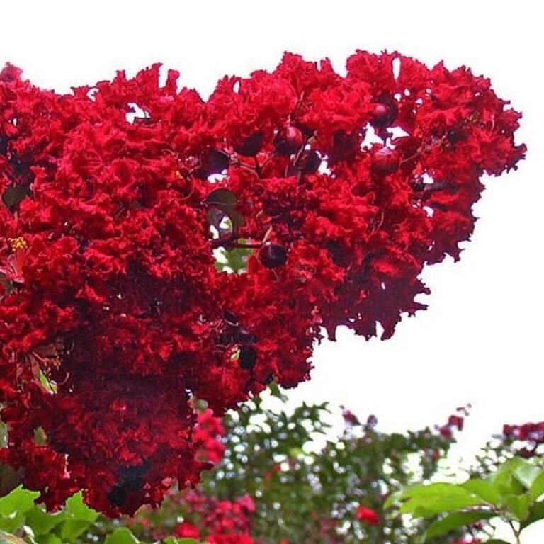 Top 10 vrsta ukrasnog drveća koje cveta - Informisani.rs