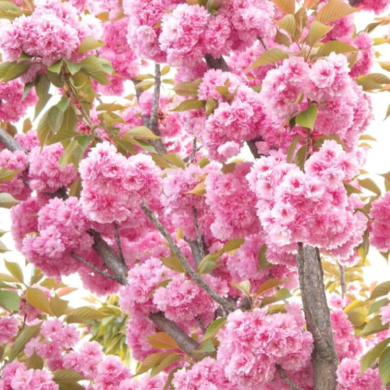 Top 10 vrsta ukrasnog drveća koje cveta - Informisani.rs