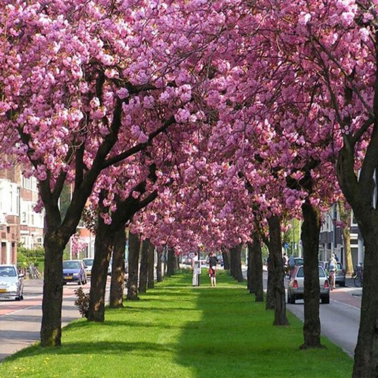 Top 10 vrsta ukrasnog drveća koje cveta - Informisani.rs