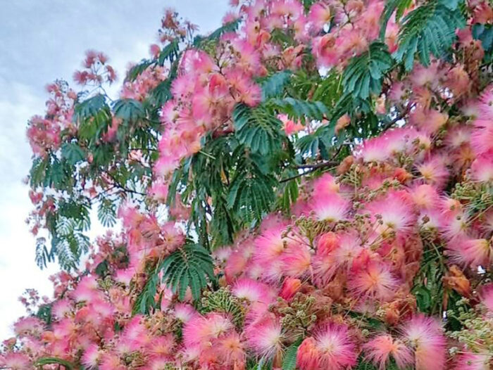 Top 10 vrsta ukrasnog drveća koje cveta - Informisani.rs