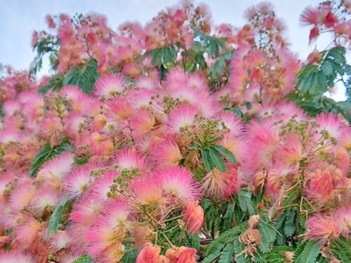 Top 10 vrsta ukrasnog drveća koje cveta - Informisani.rs