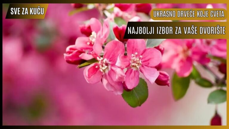 Top 10 vrsta ukrasnog drveća koje cveta - Informisani.rs