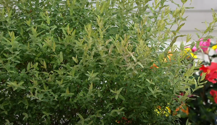 Japanska vrba (Salix Integra) - Vodič za sadnju i održavanje ...